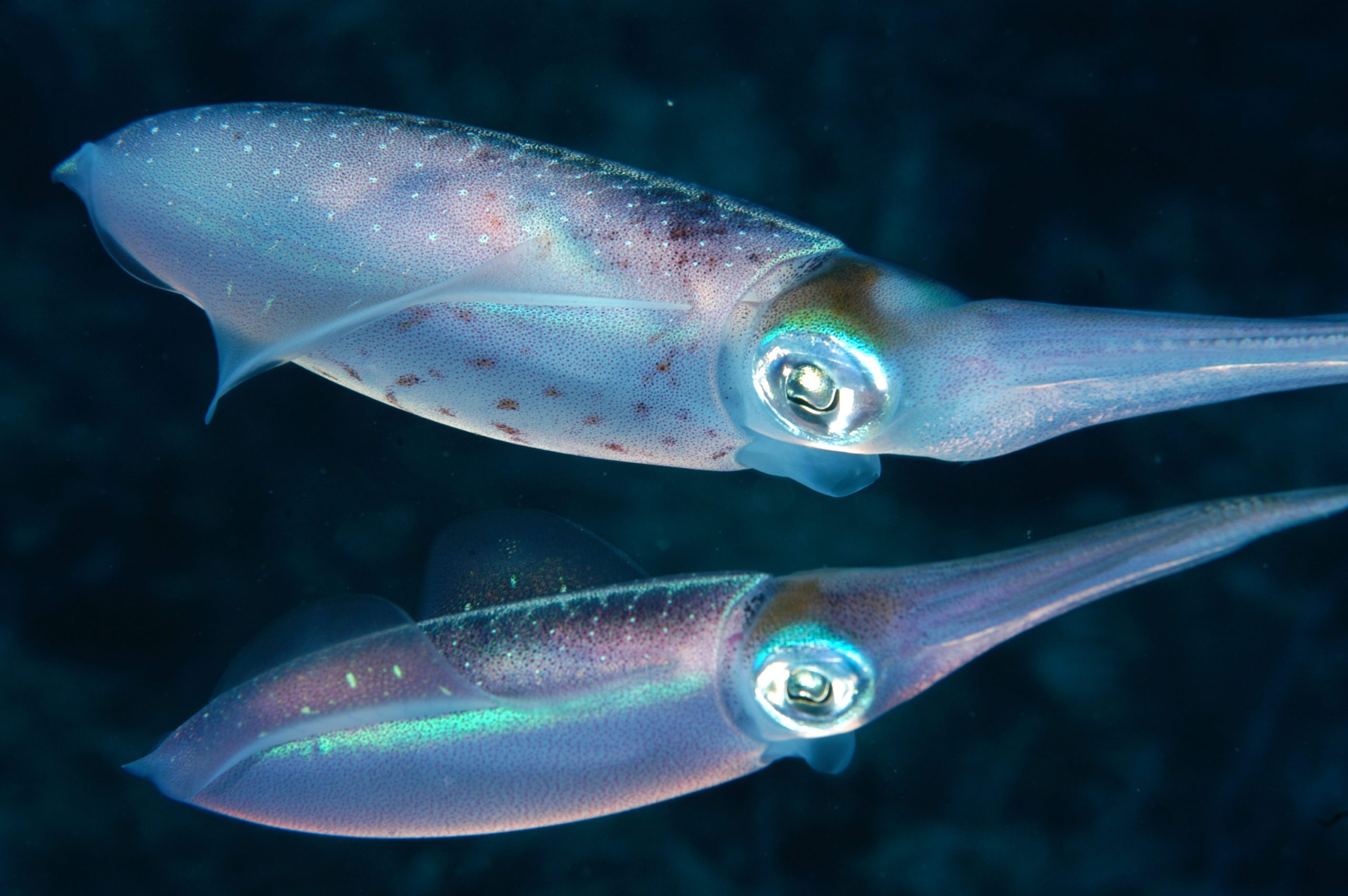 Top 5 Dive Sites In Roatan