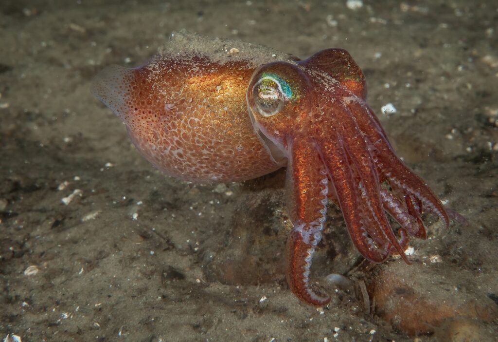 Dive Sites of Loch Fyne: Exploring Scotland's Underwater Beauty