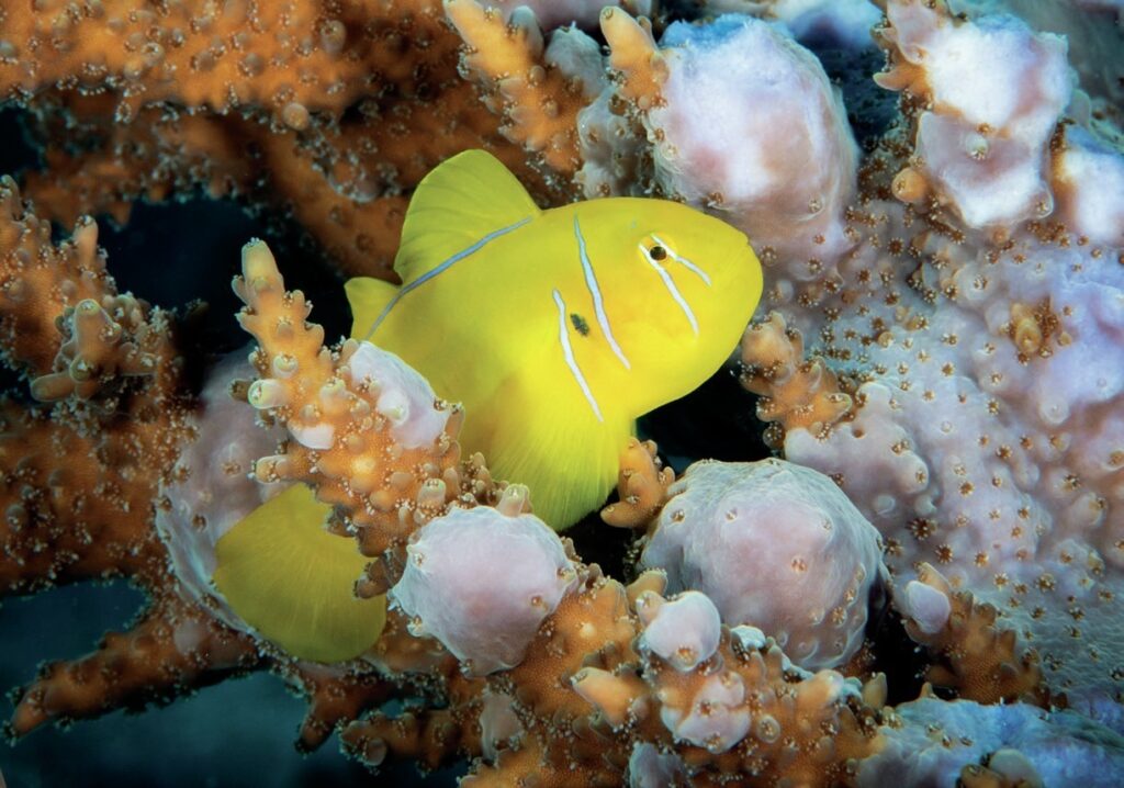 Liveaboards Diving: A First-timer's Guide to Success