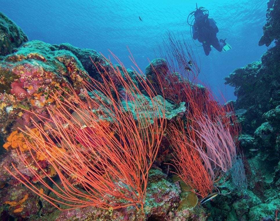 A Diver's Guide to Vanuatu’s Rich Coral Reefs and Wrecks"