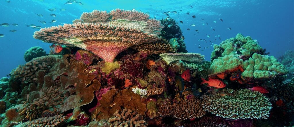 A Diver's Guide to Vanuatu’s Rich Coral Reefs and Wrecks"