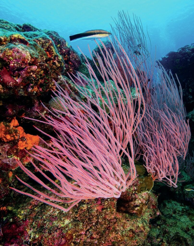 A Diver's Guide to Vanuatu’s Rich Coral Reefs and Wrecks"