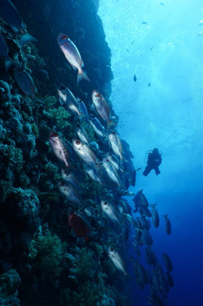 Everything you need to know about drift diving