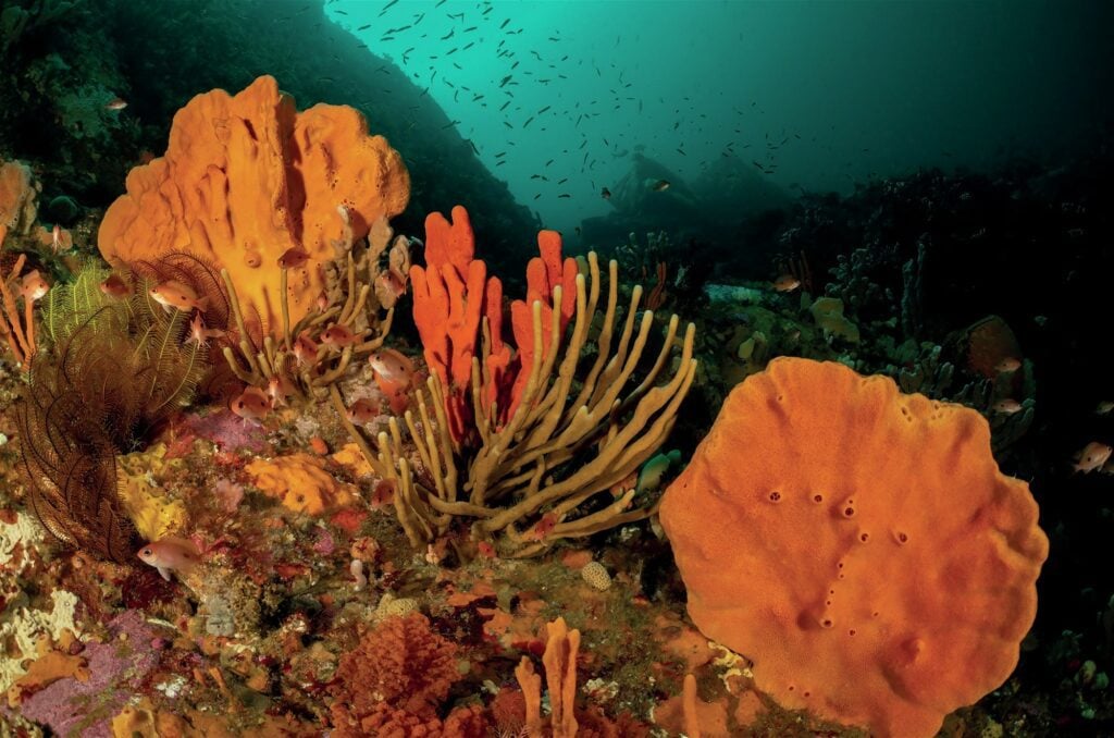 Explore Tasmania's Underwater Wonders: Diving into the Hidden Gems of ...
