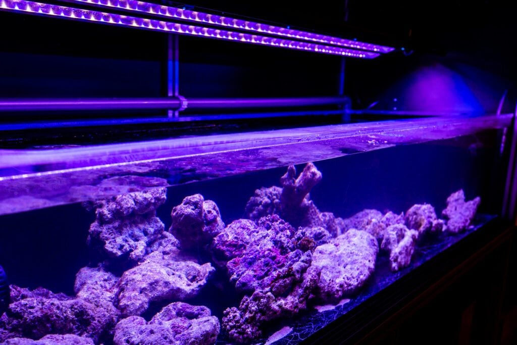 Maldives Coral Restoration Project