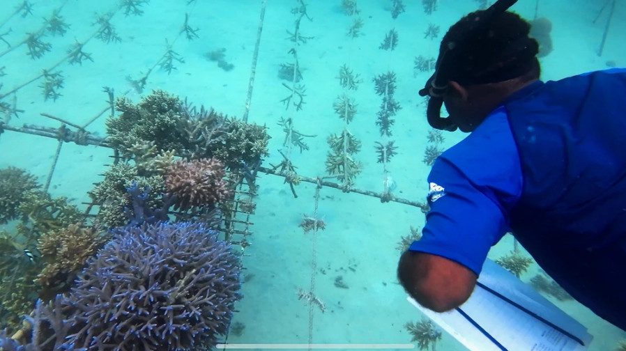 Record Breaking Bula Reef in Fiji