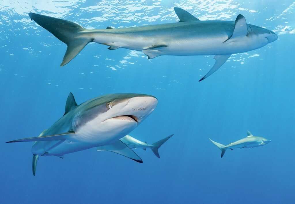 Diving Cuba’s Gardens of the Queen: Sharks, Grouper & Pristine Reefs