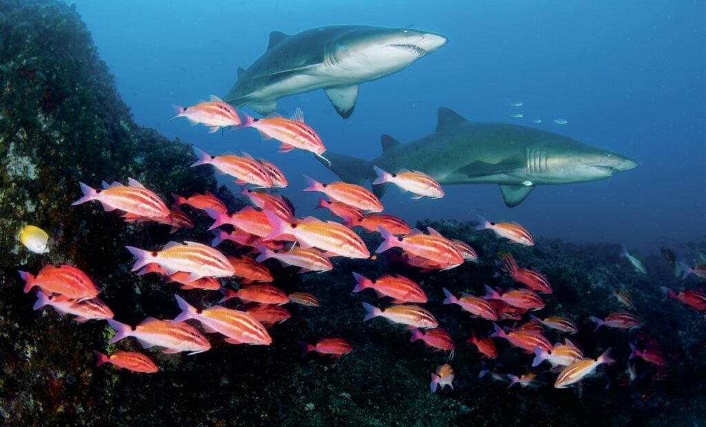 Diving South West Rocks: Exploring Fish Rock, Green Island & Grey Nurse ...
