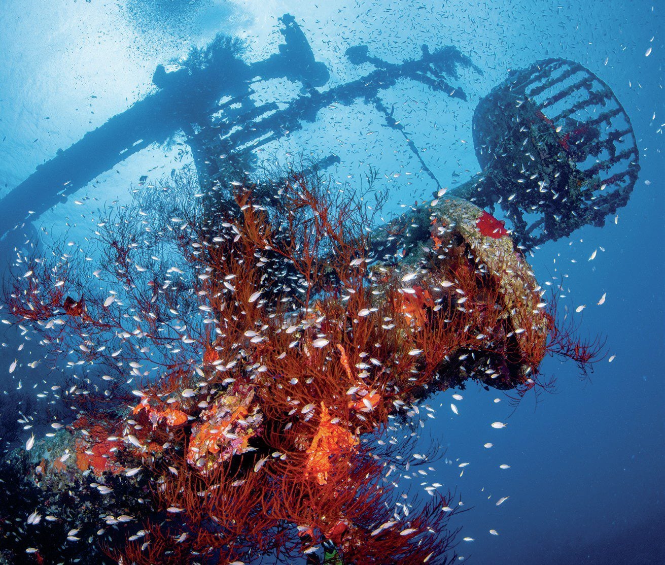 Scuba Diving in Jordan: Aqaba Wrecks, Underwater Museum & Adventures to ...