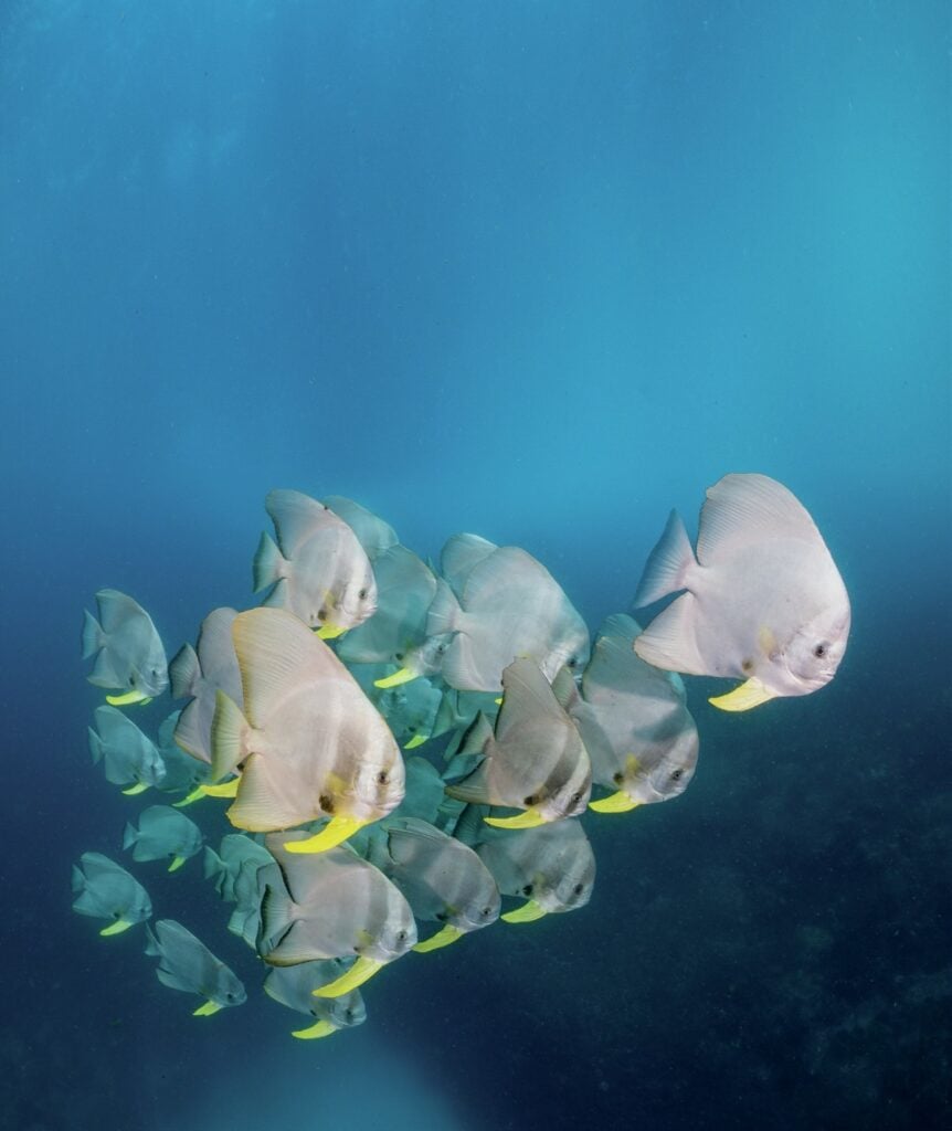 Diving South West Rocks: Exploring Fish Rock, Green Island & Grey Nurse ...