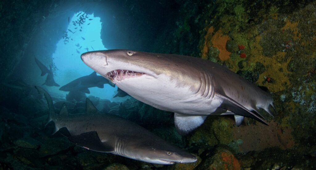 Diving South West Rocks: Exploring Fish Rock, Green Island & Grey Nurse ...